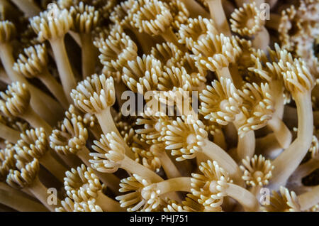 Hard coral, Goniopora stokesi, Poritidae, Anilao, Batangas, Philippines ...