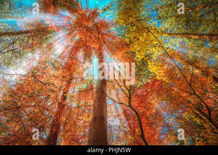multi color trees in the autunm forest Stock Photo - Alamy