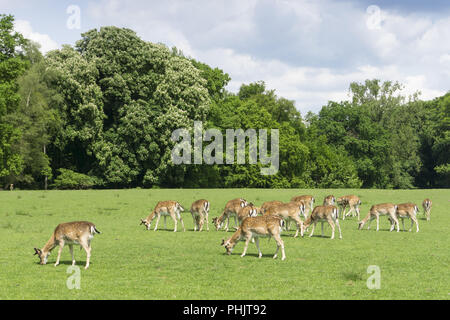 Fallow deer, Nature park Hohe Mark, Münsterland, North Rhine-Westphalia ...