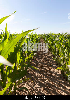 Very beautiful green saturated lawn in spring after watering in drops ...