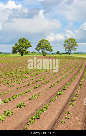 Beautiful sky and plowed potato field, Netherlands Stock Photo - Alamy