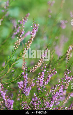 Heather flowers. Small violet flowers. Selective focus Stock Photo - Alamy