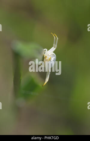 Green crab spider Stock Photo - Alamy