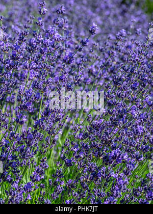 Lavender farm in Palisade, Colorado Stock Photo - Alamy