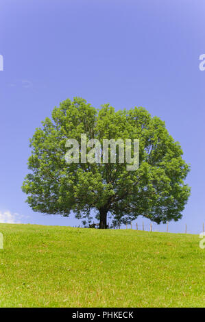 Perfect ash tree with lush green foliage and nice shape isolated on ...