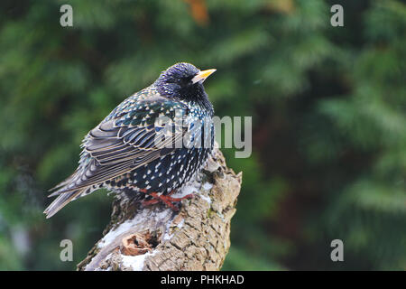 Common starling male in green grass hunts larvae. Close-up selective ...