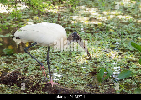 Wood stork Mycteria Americana hunts for prey and eats Stock Photo - Alamy