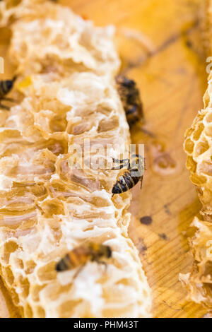 Bees work on honeycomb Stock Photo - Alamy