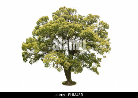 A big tree isolated on white background Stock Photo - Alamy