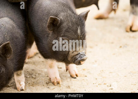 Domestic pig, Vietnamese pot-bellied pig, sow with piglets, standing in ...