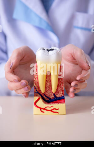 The dentist practicing work on tooth model Stock Photo - Alamy