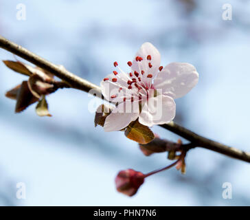 Blossoming prunus cerasifera cherry plum springtime pink flowers Stock ...