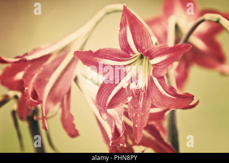 Red lily flowers background, soft selective focus. Full blooming of ...