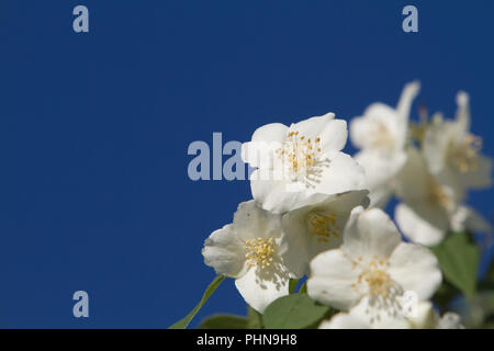 fresh jasmine flowers close up, defocused background Stock Photo - Alamy