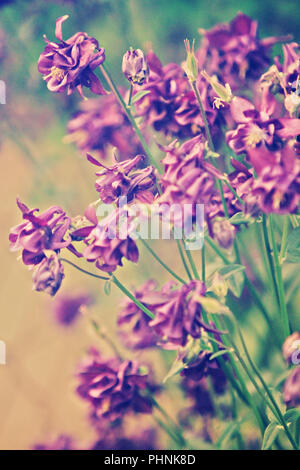 Delicate purple Columbine flowers blooming in spring Stock Photo - Alamy