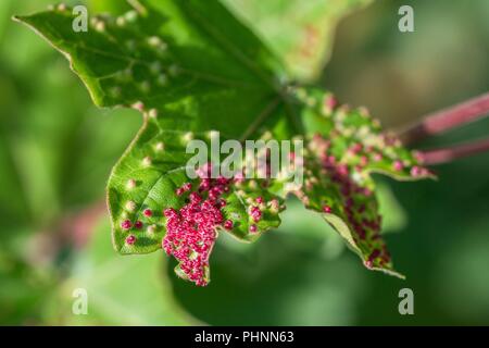 Maple tree disease by the gall mites causing red bumps on leaves; maple ...