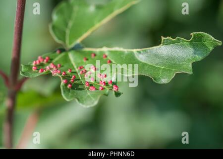 Maple tree disease by the gall mites causing red bumps on leaves; maple ...