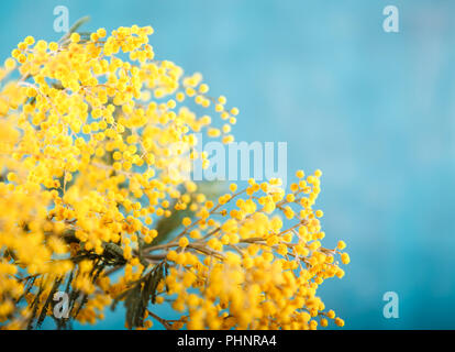 Mimosa in jar on table Stock Photo - Alamy