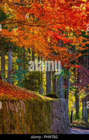 Autumn visit in Manshu-in Temple, Kyoto, Japan Stock Photo - Alamy