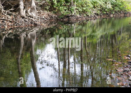 tree roots near body of water Stock Photo - Alamy