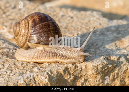 Brown Roman snail on a stone Stock Photo - Alamy