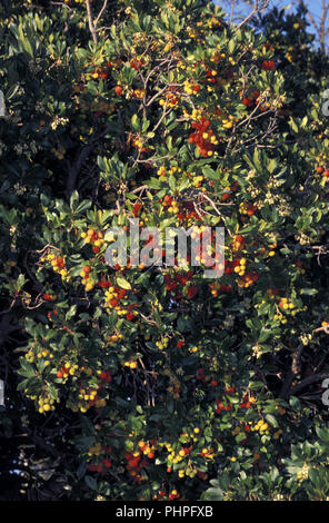 KILLARNEY OR IRISH STRAWBERRY TREE (ARBUTUS UNEDO Stock Photo - Alamy