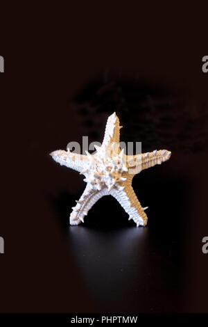 Skeleton of the Horned Sea Star (Protoreaster sp.) on the black ...