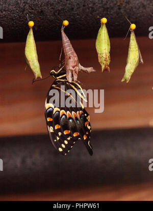 Palamedes swallowtail, laurel swallowtail butterfly - Papilio palamedes ...