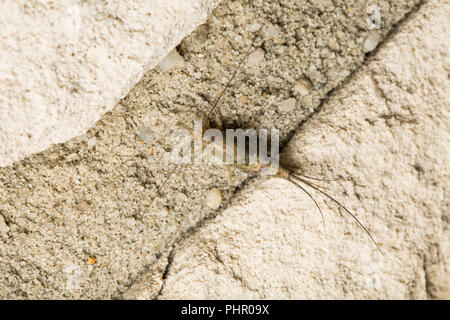Bristletail - Petrobius maritimus Stock Photo - Alamy