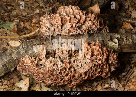 Fungus: Zoned Rosette (Podoscypha multizonata Stock Photo - Alamy