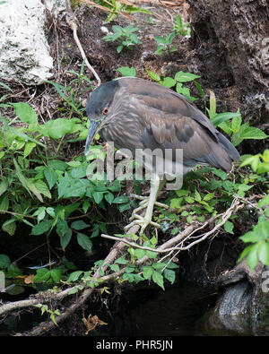 Black Heron Bird on Perch Stock Photo - Alamy