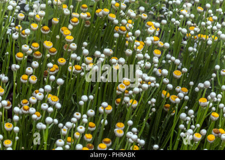 ammobium alatum 'bikini' winged everlasting white and yellow small ...