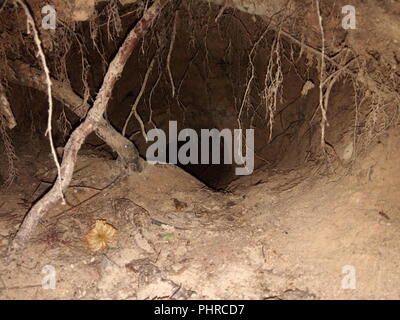 Badger burrow inside view Stock Photo - Alamy
