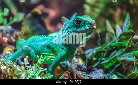 lizard in Dubai mall zoo Stock Photo - Alamy