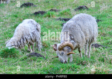Skudde sheep (Ovis aries). Domesticated animal Stock Photo - Alamy
