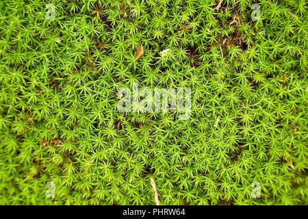 Moss layer closeup Stock Photo - Alamy
