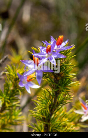 Blue tinsel lily flowers (Calectasia grandiflora). Photographed at ...