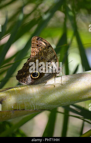 Elegant brown morpho butterfly resting on a tree Stock Photo - Alamy