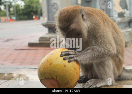 Wild monkey eating a coconut at the Batu Caves Kuala Lumpa Malaysia ...