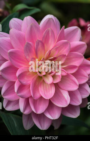 Dahlia Gerrie Hoek in garden border Stock Photo - Alamy