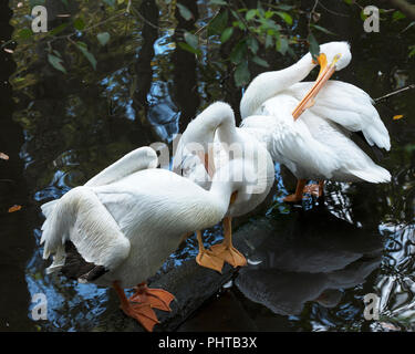 White Pelican birds cleaning themselves and enjoying the sun Stock ...