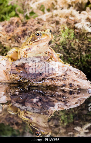 A common frog photographed in late summer/early autumn in mid Wales ...