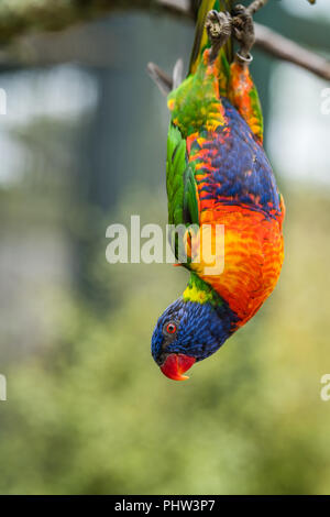 Green and yellow parrot hanging from a man's hand Stock Photo - Alamy