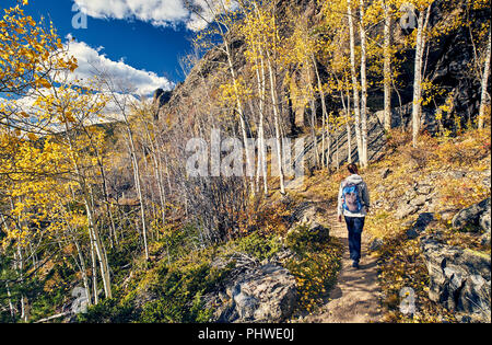Tourist in aspen grove at autumn Stock Photo - Alamy