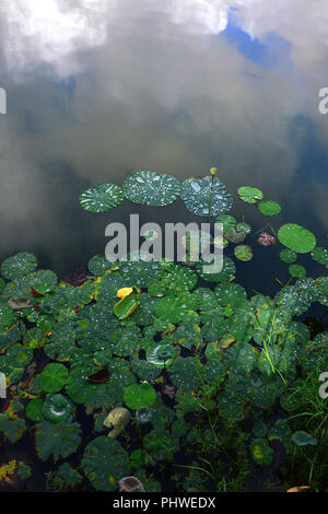 Rabindra Sarobar (previously known as Dhakuria Lake) is an artificial ...