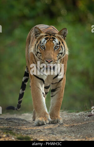 tiger walking towards camera Stock Photo - Alamy