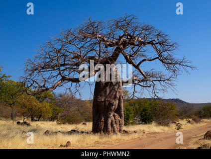 Majestic baobab tree in Angola, Africa Stock Photo - Alamy