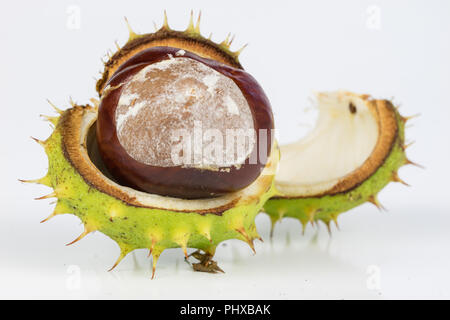 Ripe chestnuts in casings on a white table. Fruit of the tree ...