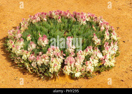 Wreath Lechenaultia (Lechenaultia macrantha), Pindar, WA Stock Photo ...