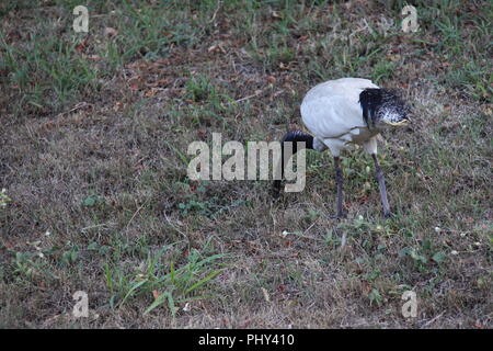 Australian White Ibis birds foraging among trash rubbish at a tip - or ...